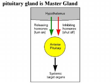 pituitary gland is Master Gland presentation | free to view