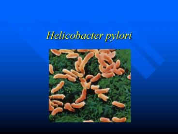 PPT – Helicobacter pylori PowerPoint presentation | free to view - id ...