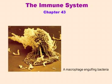 The Immune System presentation | free to view