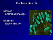 PPT – Escherichia coli PowerPoint presentation | free to download - id ...