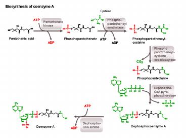 Biosynthesis of coenzyme A presentation | free to view