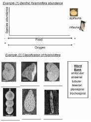 PPT – Foraminifera PowerPoint presentation | free to view - id: 44d2d2 ...