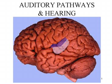 AUDITORY PATHWAYS presentation | free to view