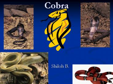 Cobra presentation | free to view