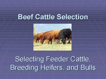 Beef Cattle Selection Selecting Feeder Cattle Breeding Heifers And