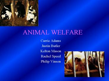 ANIMAL WELFARE presentation | free to view