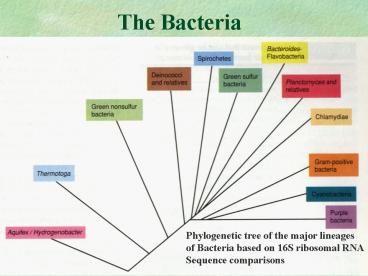 The Bacteria presentation | free to view