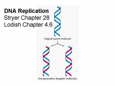 PPT – DNA Replication PowerPoint presentation | free to view - id ...