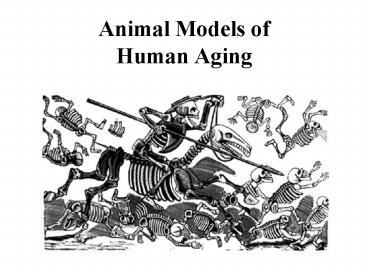 PPT – Animal Models of Human Aging PowerPoint presentation | free to ...