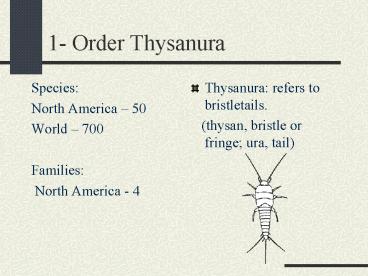 PPT – 1 Order Thysanura PowerPoint presentation | free to view - id ...