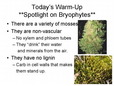 Todays WarmUp Spotlight on Bryophytes presentation | free to view