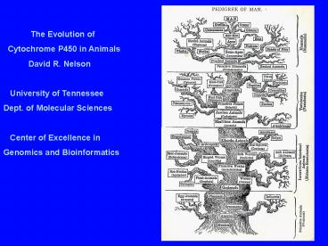 The Evolution of presentation | free to view