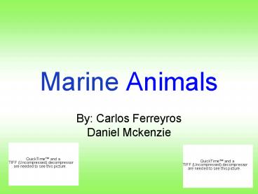 Marine Animals presentation | free to view