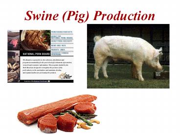 Swine Pig Production presentation | free to view