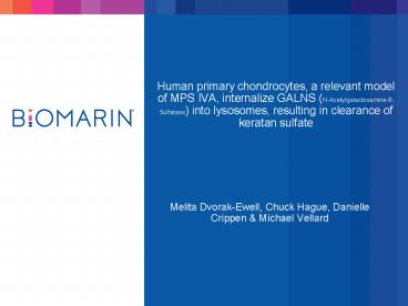 Human primary chondrocytes, a relevant model of MPS IVA, internalize ...