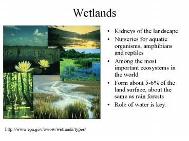 Wetlands presentation | free to view