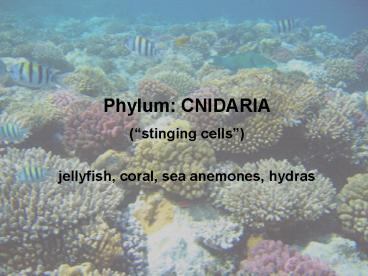 PPT – Phylum: CNIDARIA PowerPoint presentation | free to view - id ...