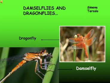 Dragonfly presentation | free to view