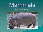 PPT – Mammals PowerPoint presentation | free to view - id: 6392e-YWMwY