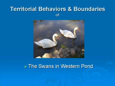 Territorial Behaviors presentation | free to view