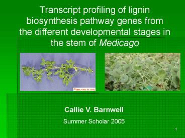 PPT – Transcript profiling of lignin biosynthesis pathway genes from ...