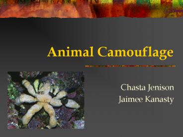Animal Camouflage presentation | free to view