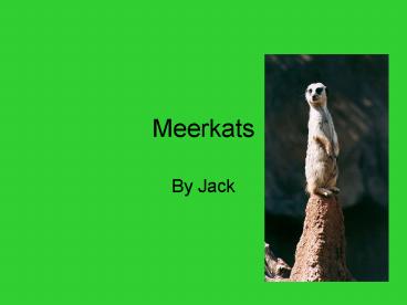 Meerkats presentation | free to view