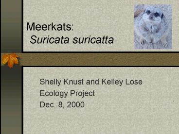 Meerkats: Suricata suricatta presentation | free to view