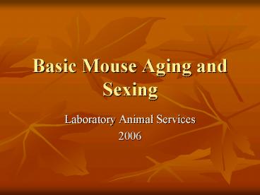 PPT – Basic Mouse Aging and Sexing PowerPoint presentation | free to ...