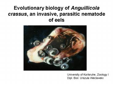 Evolutionary biology of Anguillicola crassus, an invasive, parasitic ...