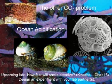 Ocean Acidification presentation | free to view