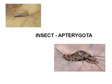 INSECT APTERYGOTA presentation | free to view