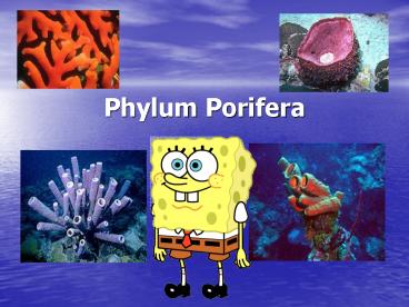 Phylum Porifera presentation | free to view