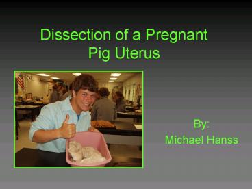 Dissection of a Pregnant Pig Uterus presentation | free to view