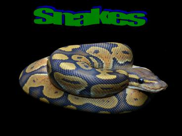 PPT – Snakes PowerPoint presentation | free to view - id: 77142-ZDc1Z