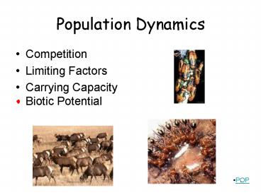 PPT – Population Dynamics PowerPoint presentation | free to view - id ...