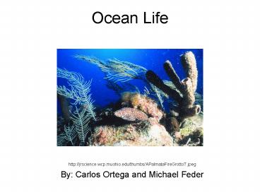 Ocean Life presentation | free to view