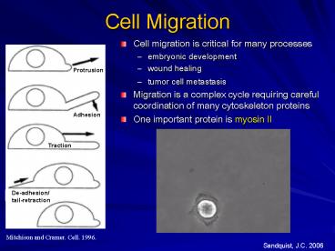 Cell Migration presentation | free to view