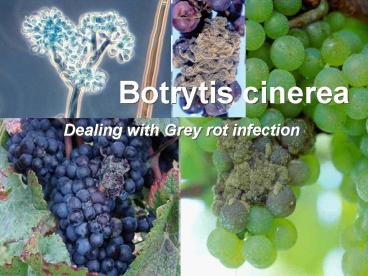 Botrytis cinerea presentation | free to view