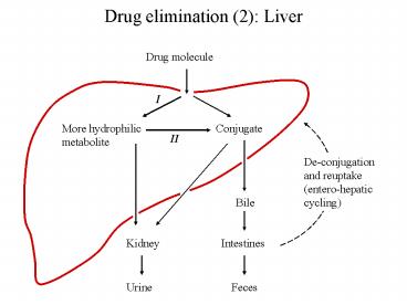 PPT – Drug elimination 2: Liver PowerPoint presentation | free to view ...