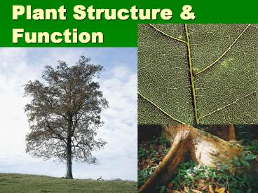 PPT – Plant Structure PowerPoint presentation | free to view - id ...