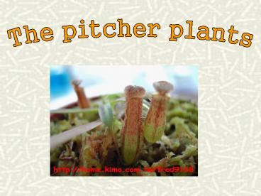 The pitcher plants presentation | free to view