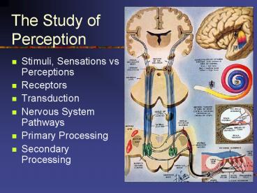 PPT – The Study of Perception PowerPoint presentation | free to view ...