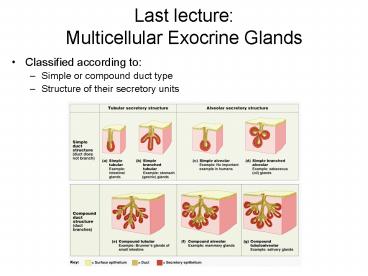 Last lecture: Multicellular Exocrine Glands presentation | free to view