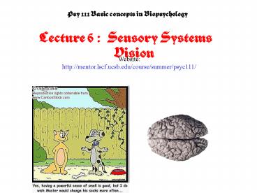 Sensory systems presentation | free to view