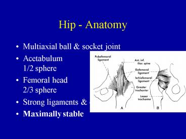 Hip Anatomy presentation | free to view