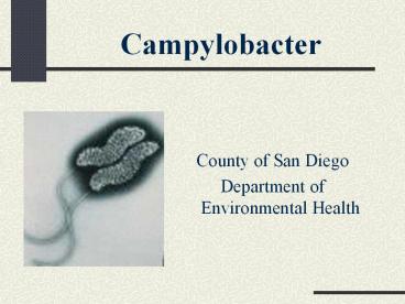 PPT – Campylobacter PowerPoint presentation | free to view - id: ab338 ...