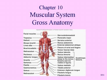 PPT – Muscular System Gross Anatomy PowerPoint presentation | free to ...