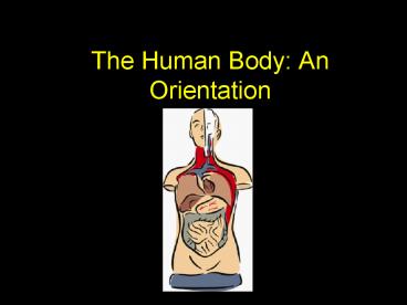 PPT – The Human Body: An Orientation PowerPoint presentation | free to ...