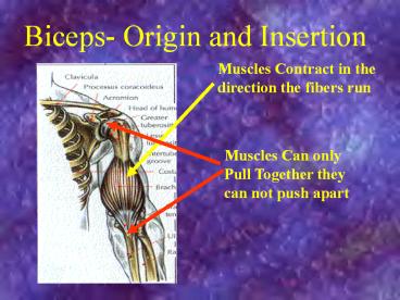 Biceps Origin and Insertion presentation | free to view